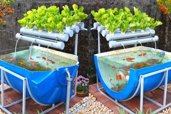 Aquaponics: A Self Sustainable Cultivation Using Fish-Plant Symbiosis ...